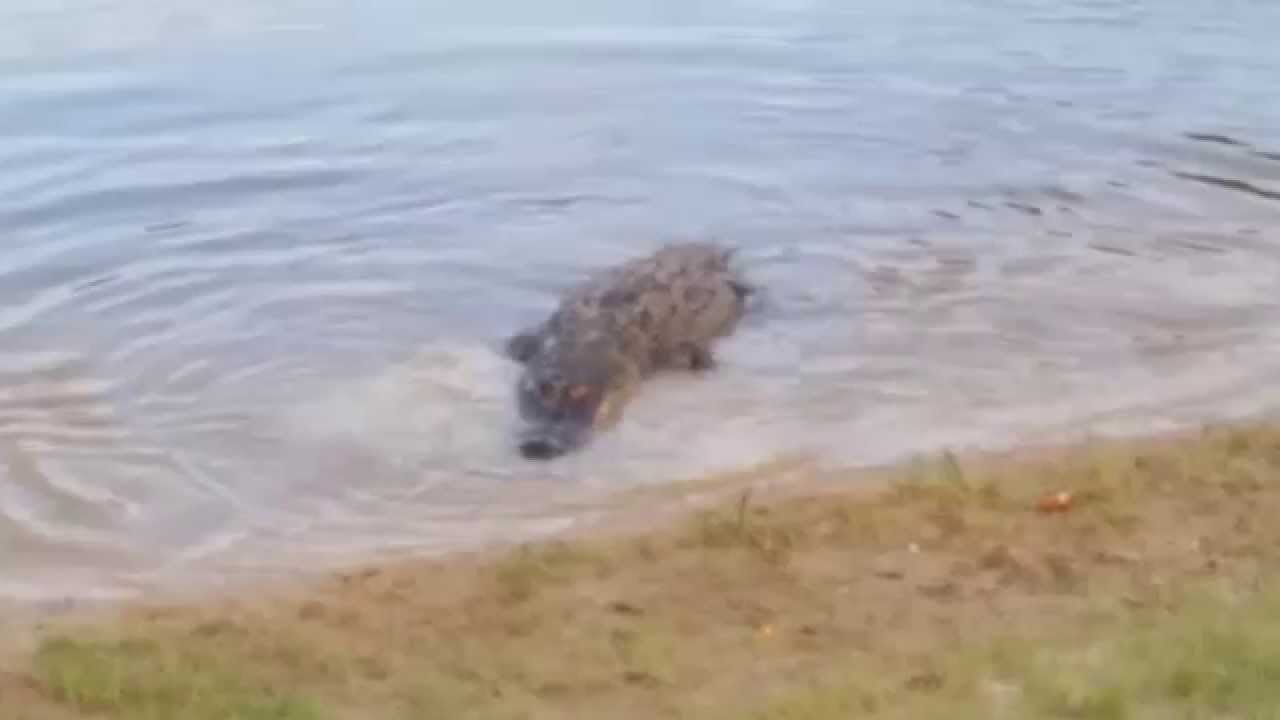 Gator stop in Eufaula, AL - YouTube