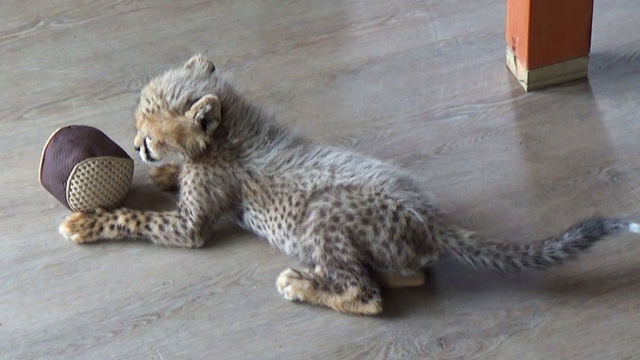 Baby Cheetah Playing with ball - YouTube
