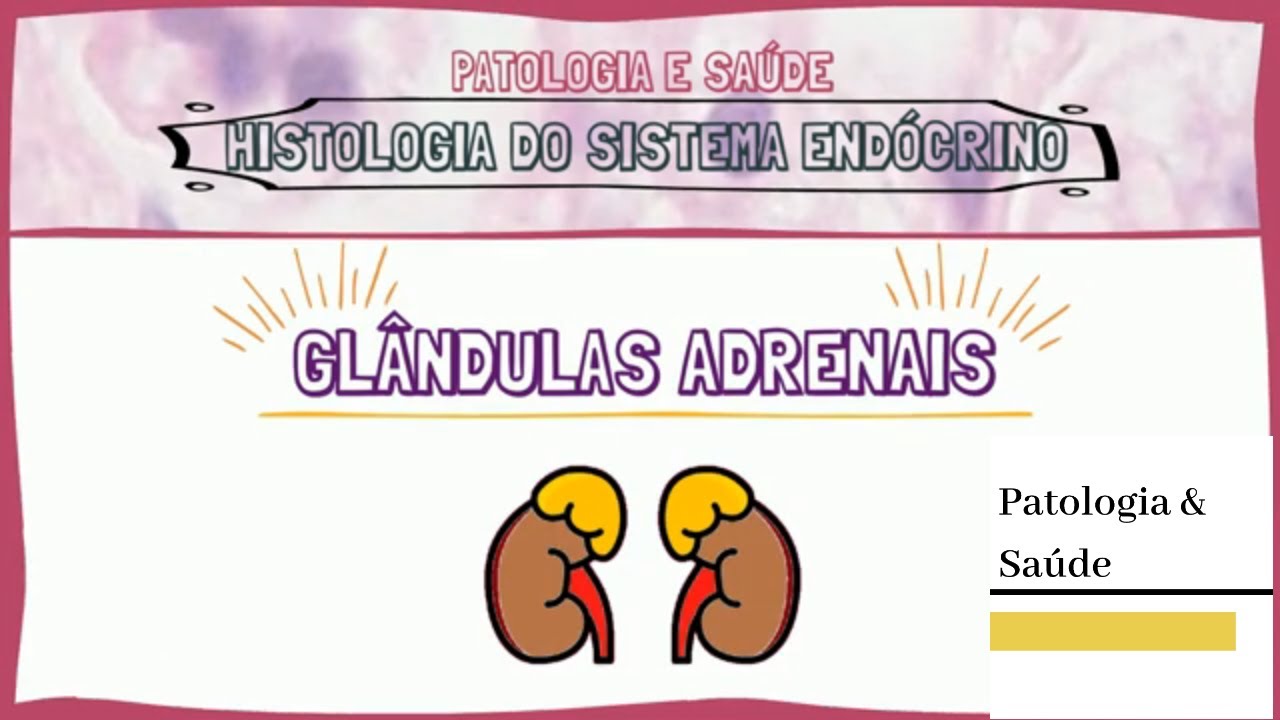Histologia do Sistema Endócrino: Adrenais - YouTube