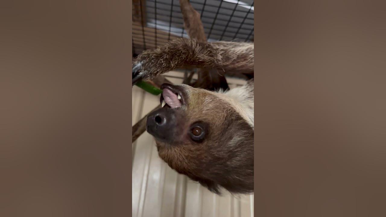 Feeding a sloth at the zoo - YouTube
