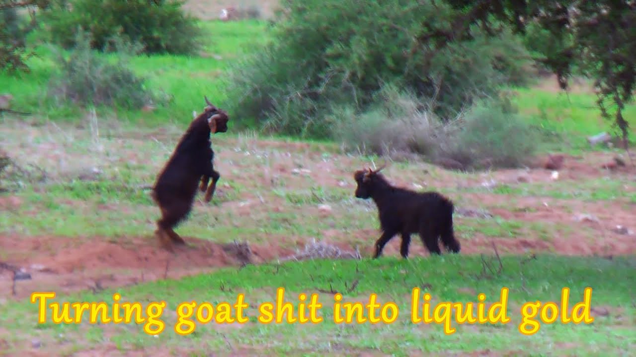 Turning goat shit into liquid gold - YouTube