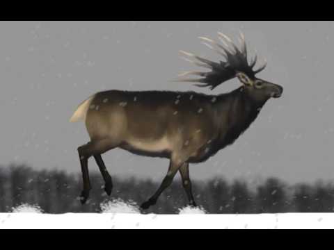 Megaloceros (Irish Elk) in a rotary gallup - YouTube