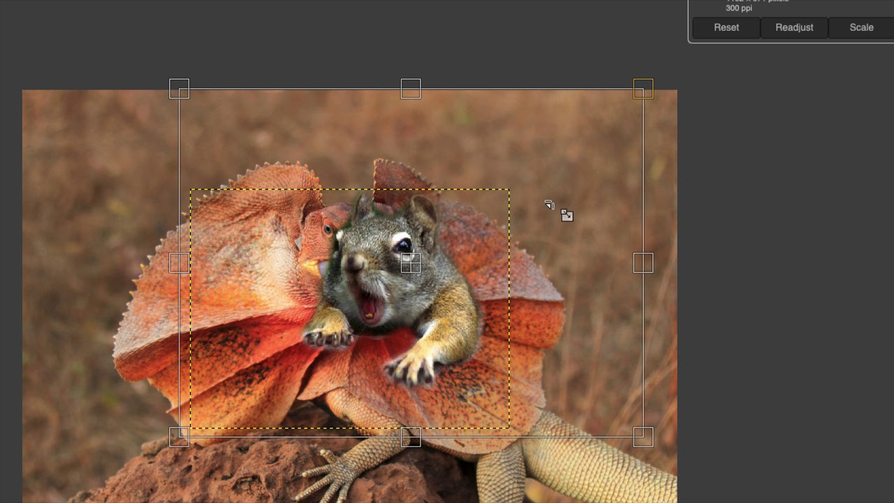Gimp Animal Blend - YouTube