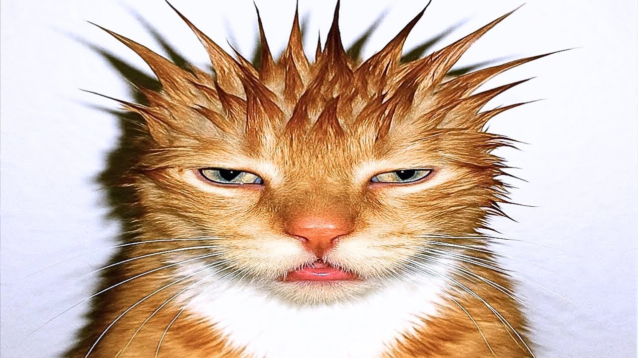 cat entering full IQ mode - YouTube