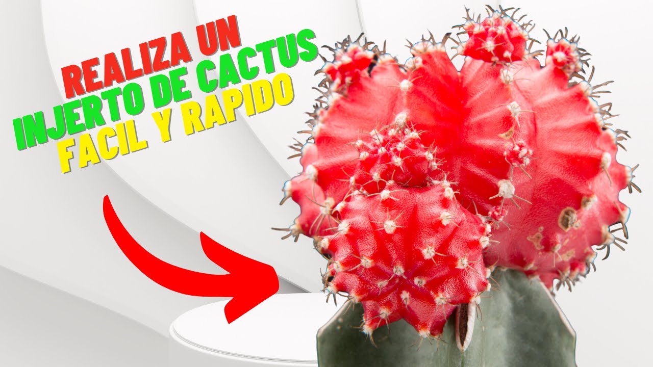 Como Hacer Un INJERTO De Cactus Paso a Paso Explicado! - YouTube