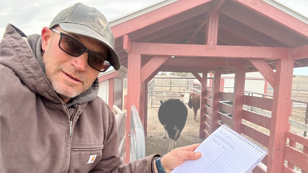 🐂 Starting Steers on Grain - YouTube