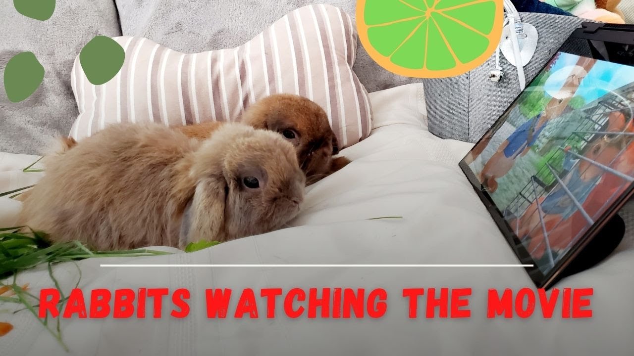 My Rabbits Love To Watch Movie: They Watching "Peter Rabbit" ,Funny ...