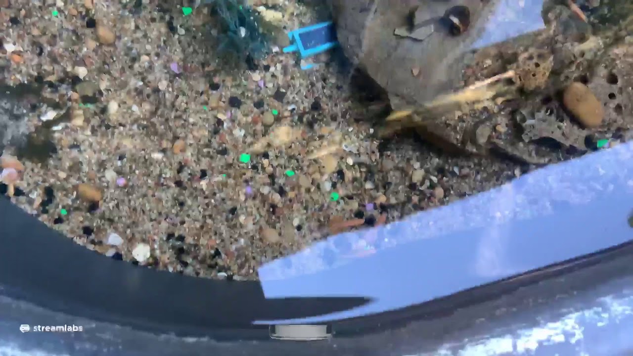 Rosey red minnows - YouTube