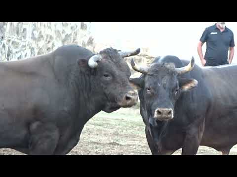 POYRAZ - ÇARPRAZ  Kafkasör Yaylası /ARTVİN