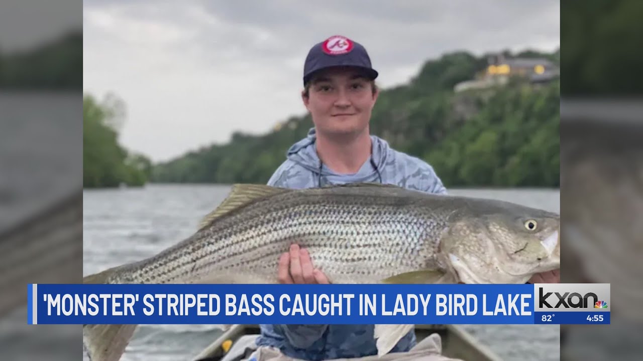 ‘Monster’ striped bass caught in Lady Bird Lake - YouTube