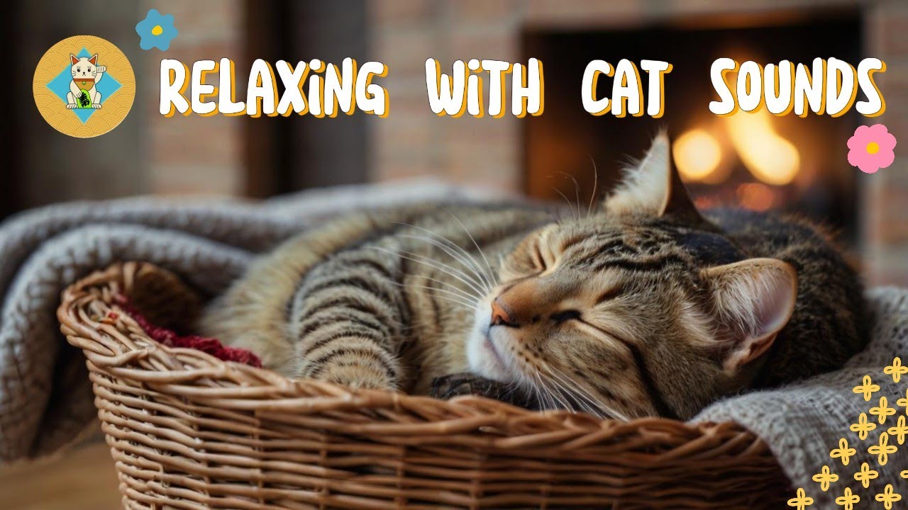 Cat Music 🎵 Cat Sleep Music 💖 Cat Calming Music - YouTube