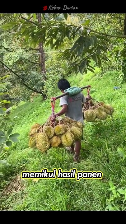 PANEN DURIAN PENUH PERJUANGAN #shorts #durian #buahdurian #buah #durianlover #fruit - YouTube