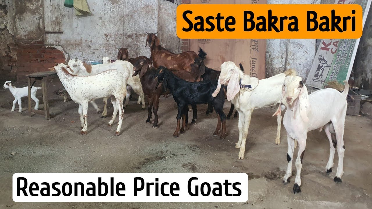 Reasonable Price Goats In Bhiwandi | Saste Bakra Bakri Famous Goat Farm ...