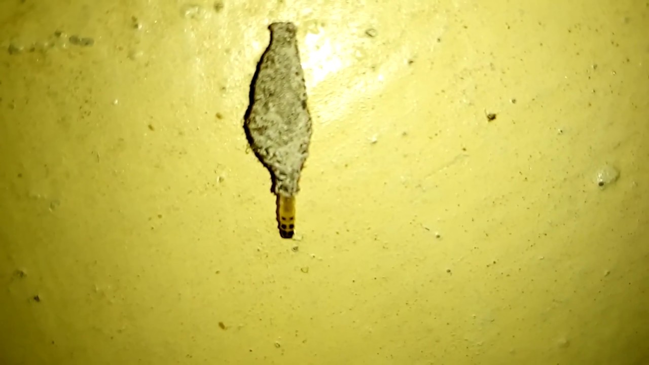 Phereoeca uterella - YouTube