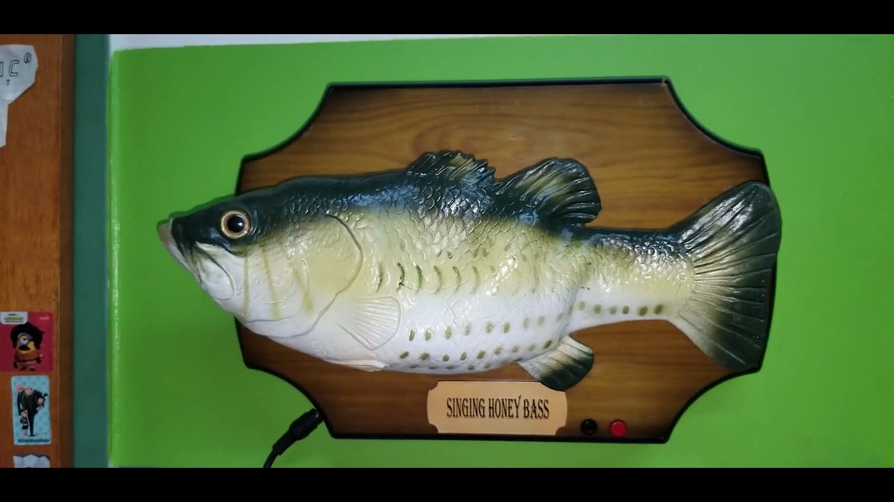Singing Honey Bass - Join Smart - YouTube
