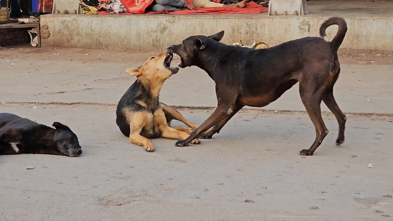 STREET DOG FIGHTING VIDEO||DOG LOVER||DOG VIDEO|| - YouTube