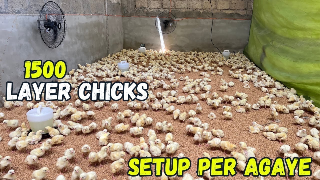 1500 layer chicks agaye setup per 😍 ️ | layer chicks day1 | - YouTube
