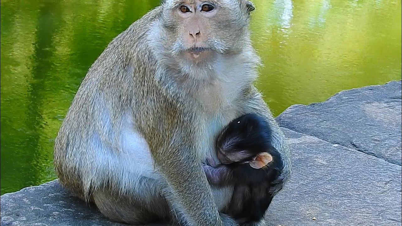 SO SWEET HEART SMALLEST BABY DAX HARD HUG MUM | Small baby Dax warmly ...