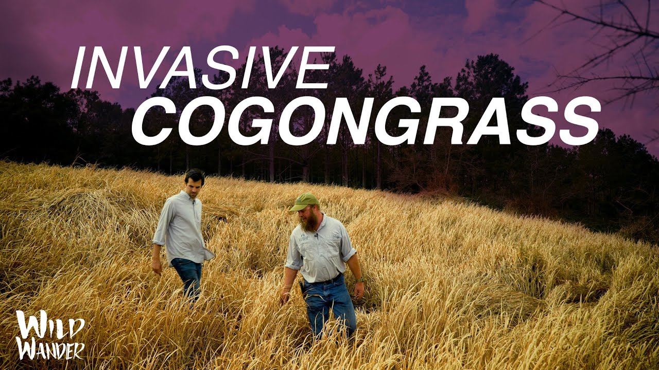 Invasive Cogongrass (Imperata cylindrica) | Conservation Education ...