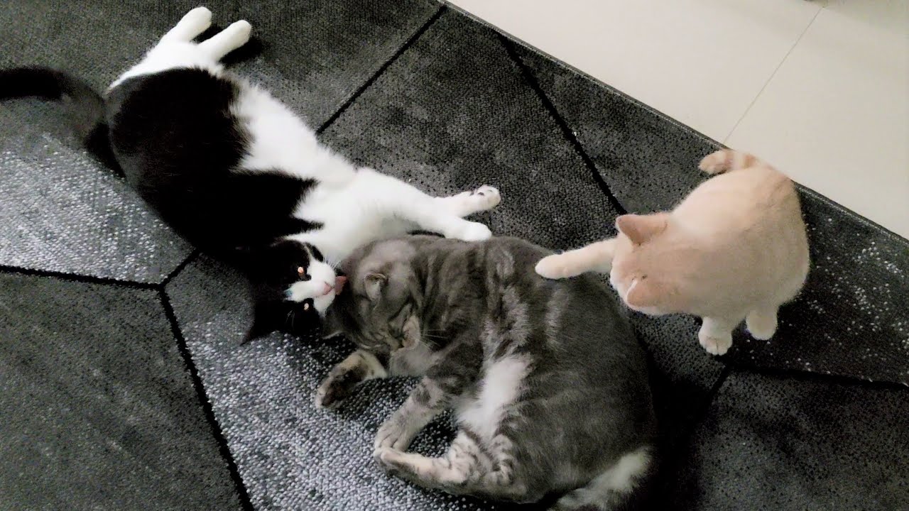 Kitten Demands Attention From Cat That Is Getting Attention From ...