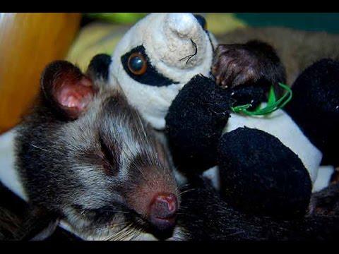 Adorable and sweet Baby masked civet cat loves her stuffed toy. - YouTube