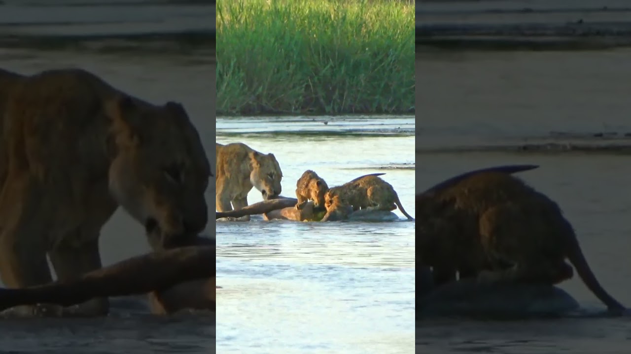 Best Wildlife Videos to Watch Right Now