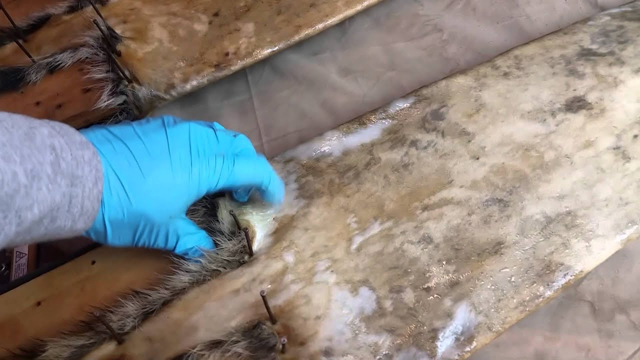 Fur Handling - How to improve your pelt quality - YouTube