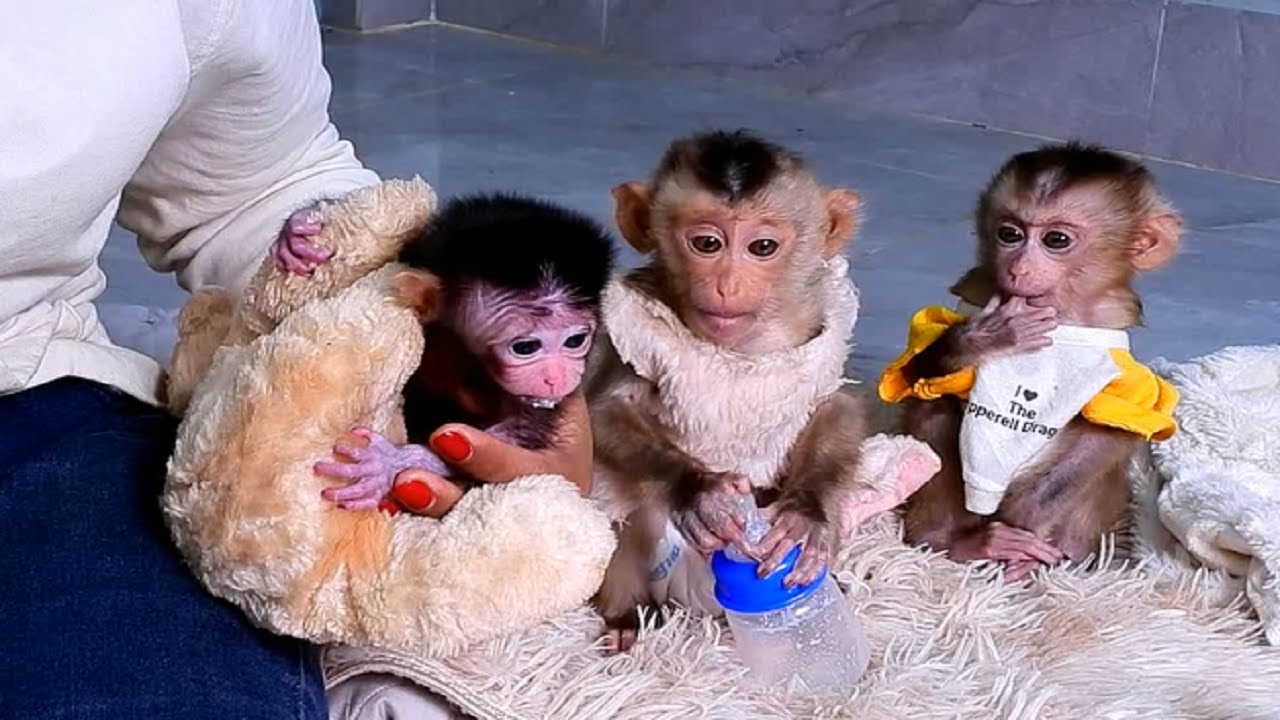 Well, mother loves all three children the same, cute monkey baby - YouTube