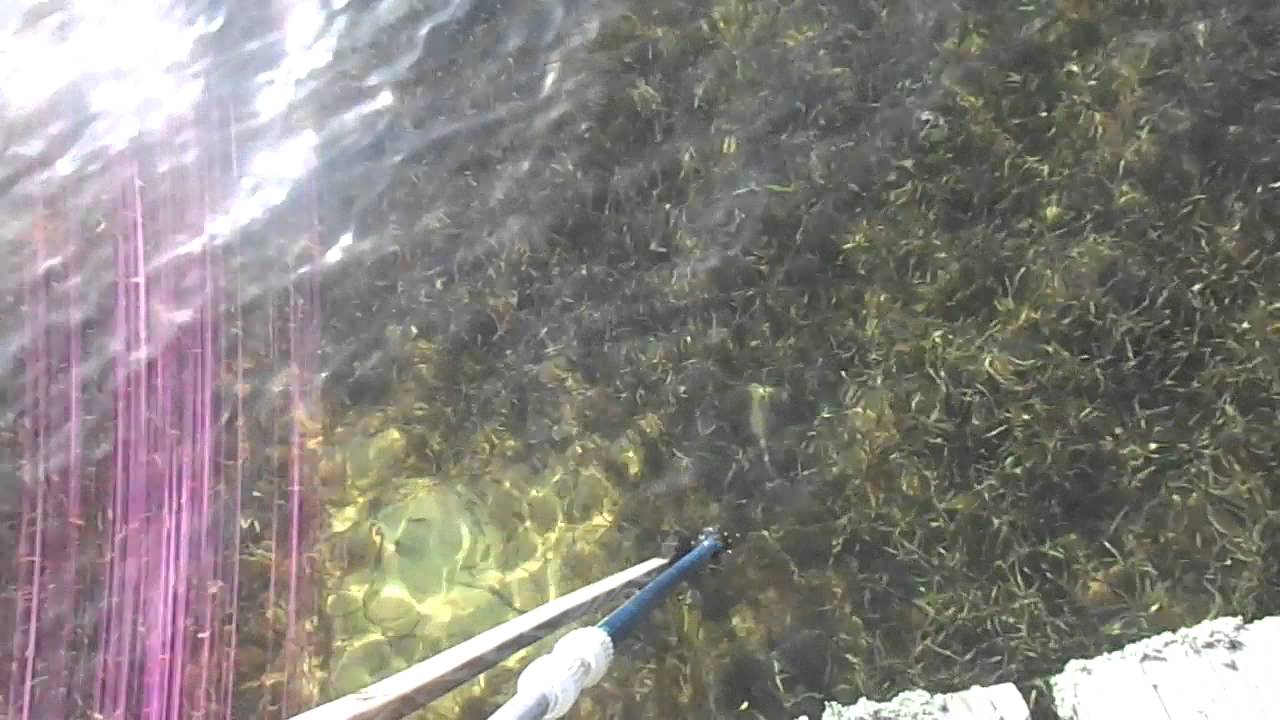 Stingray Repellent Shoes - YouTube