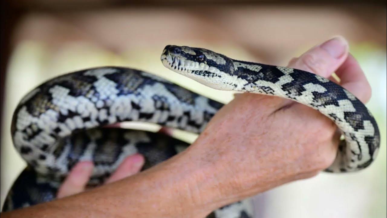 Unlock Pythons Math Secrets Essential Functions Explainedpythonbasics Learnpython Youtube 7614