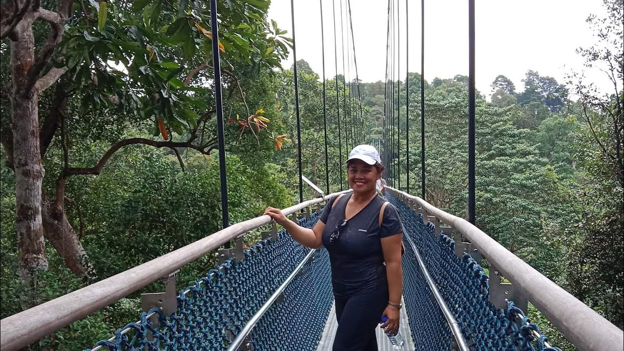 TREE TOP WALK - A SUSPENSION BRIDGE || MACRITCHIE PARK - YouTube