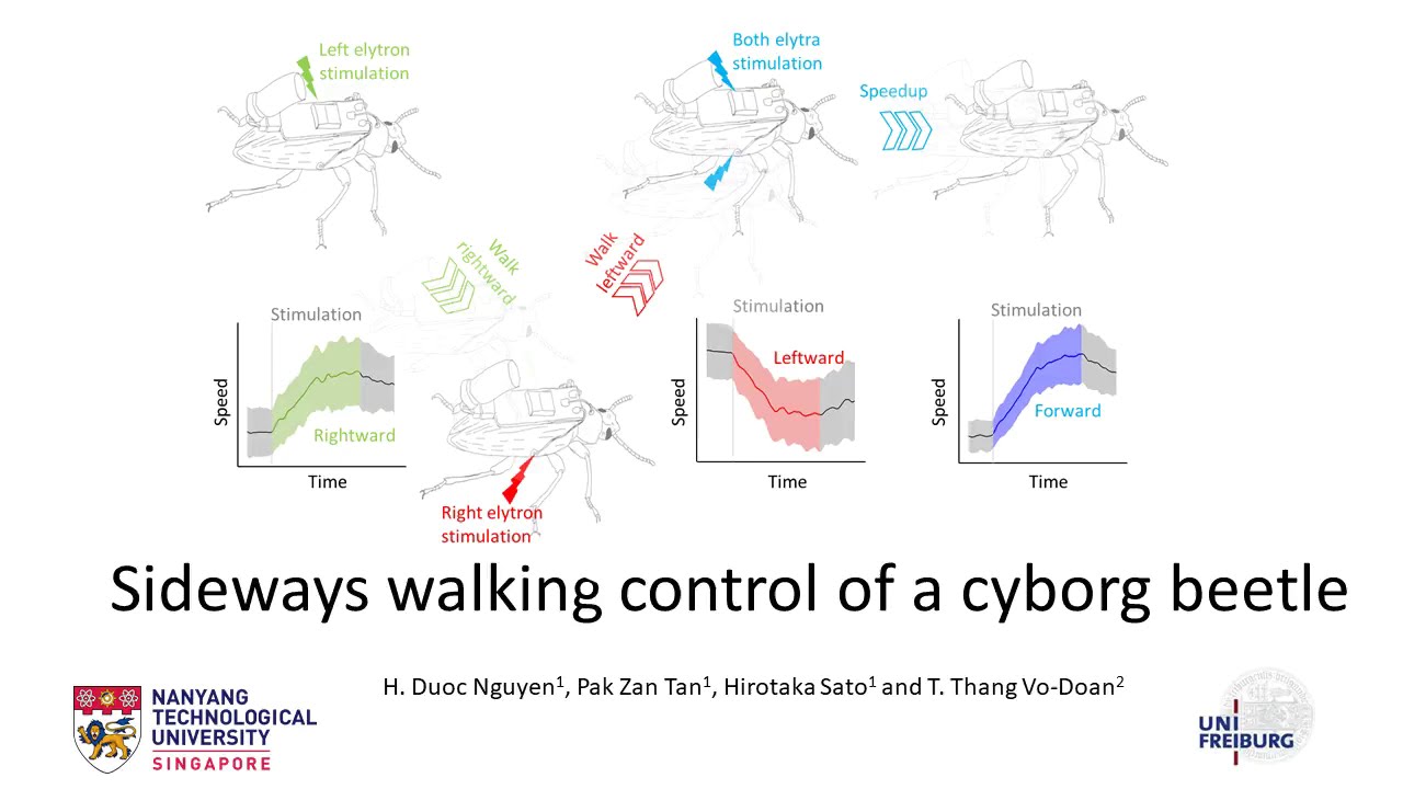 Sideways walking control of a cyborg beetle - YouTube