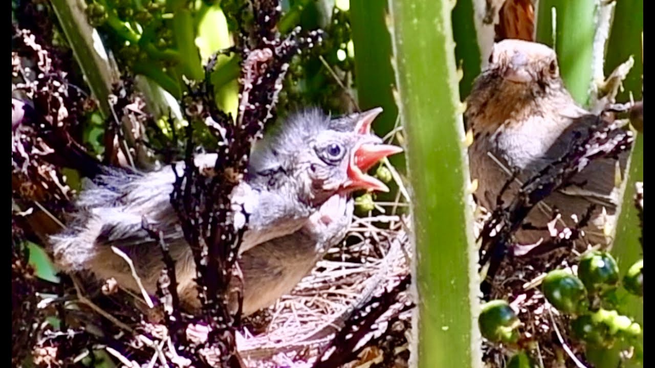 California Towhee Feeding Babies - YouTube