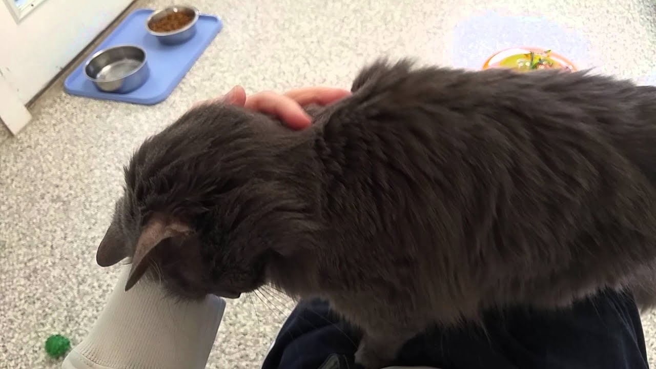 Pet Placement Center 24 - YouTube