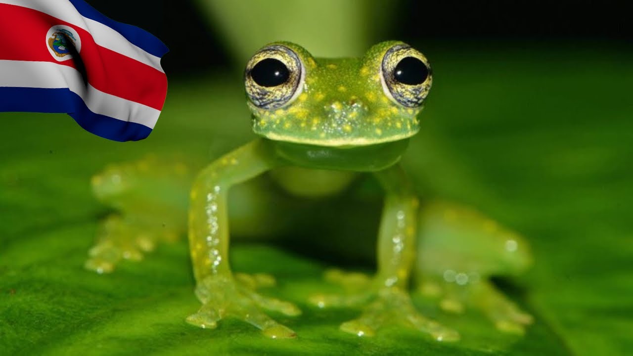 🇨🇷😱Así son los animales más raros de Costa Rica😱🇨🇷 - YouTube