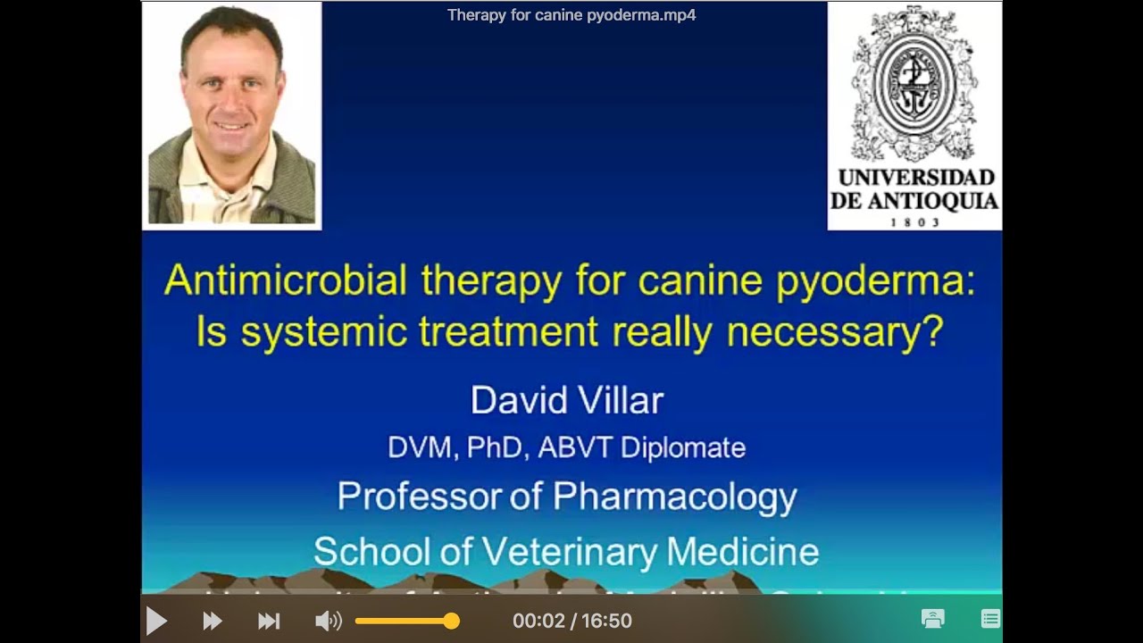 Antimicrobial Therapy for canine pyoderma: Is systemic treatment really ...