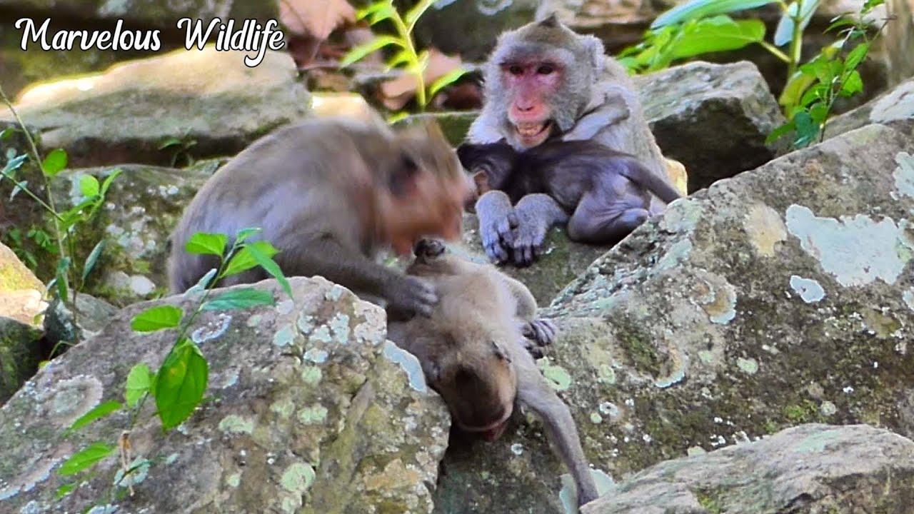 Unbelievable...! Jinx is jealous & a+bus seeing Jazzy near Jonna, so p ...