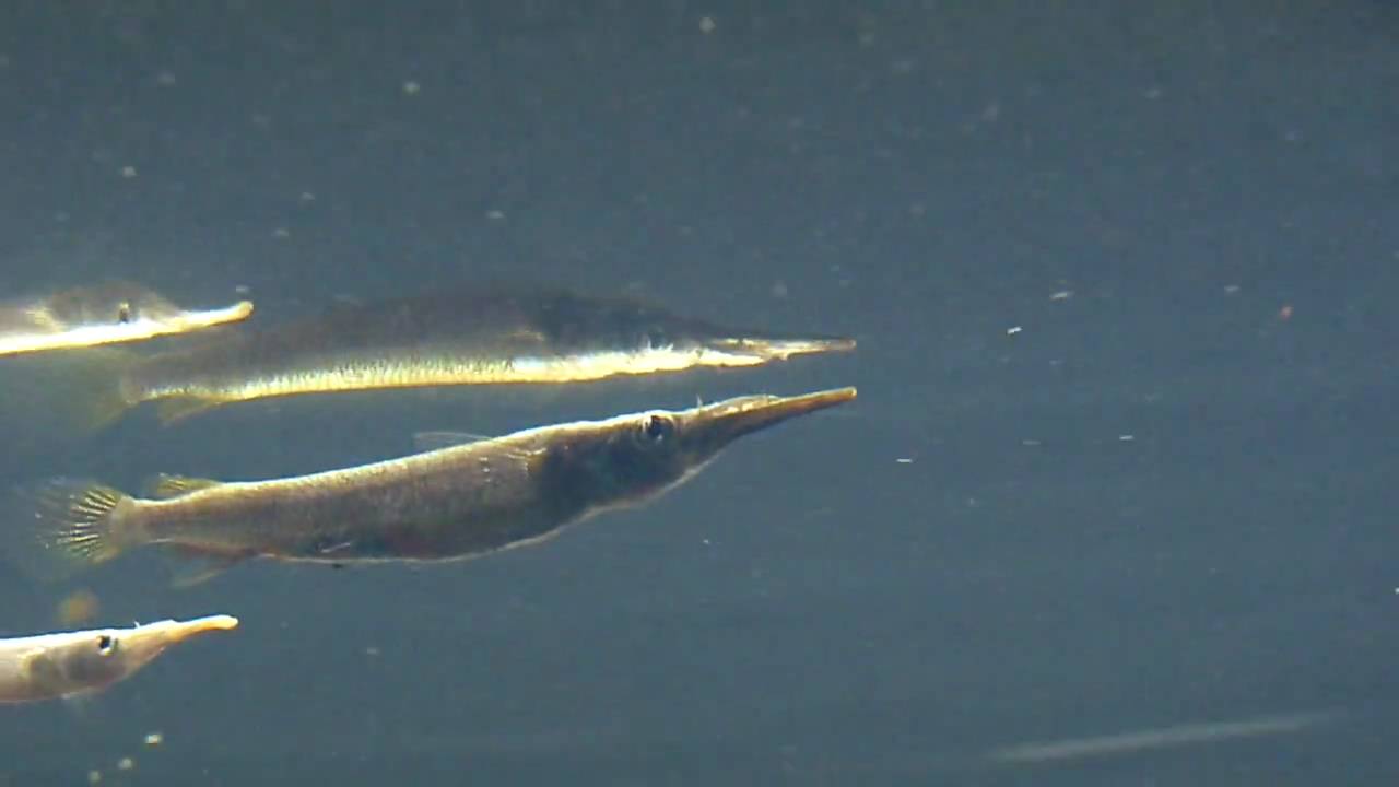 Golden Halfbeaks - YouTube