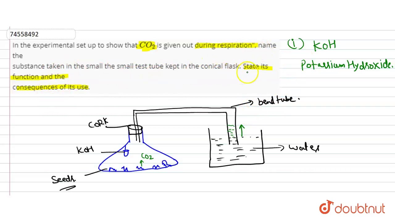In the experimental set up to show that `"CO_(2)` is given out during ...