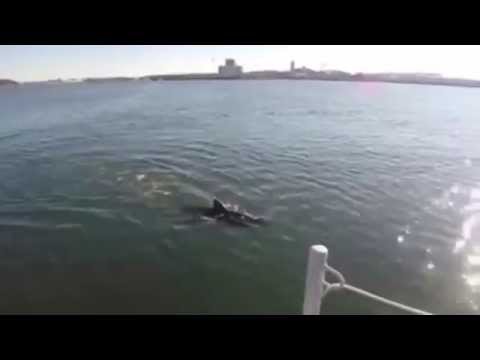 GhostSwimmer: US navy develops underwater 'tuna fish' robot - YouTube