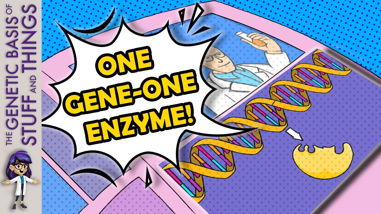 Explaining the GENE-ius discovery of the “one gene - one enzyme ...