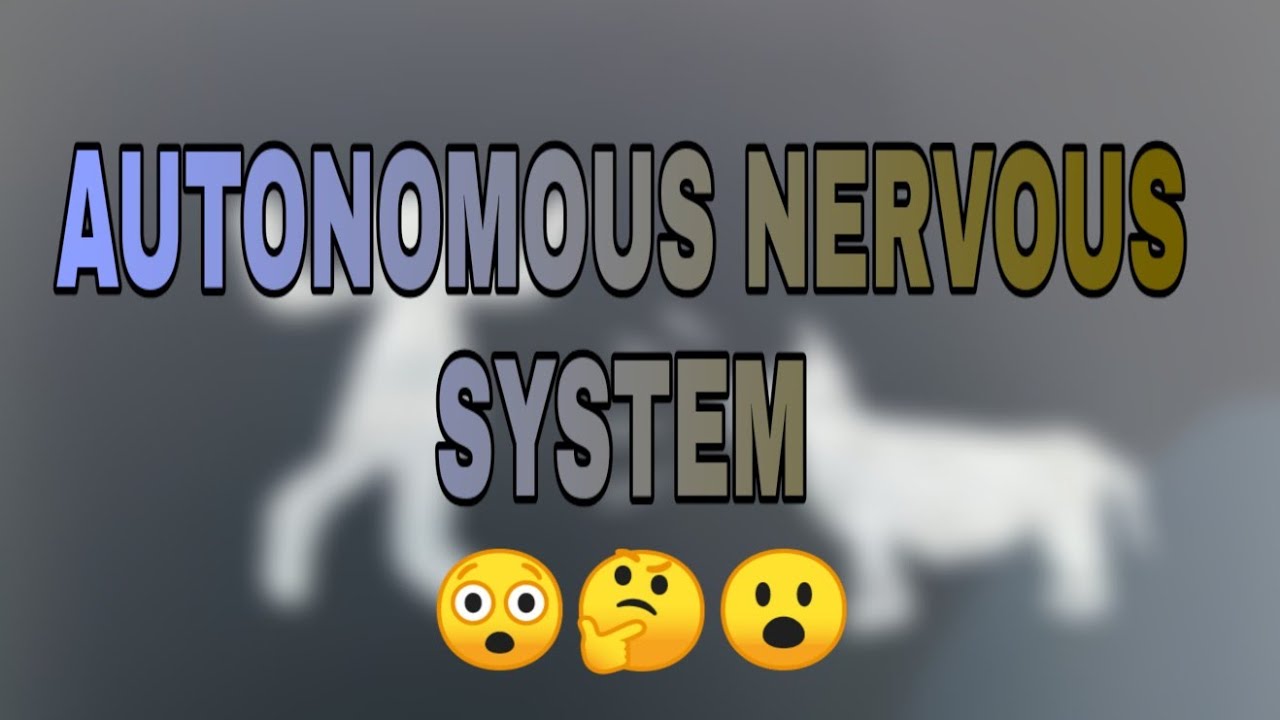 Autonomous Nervous System Youtube