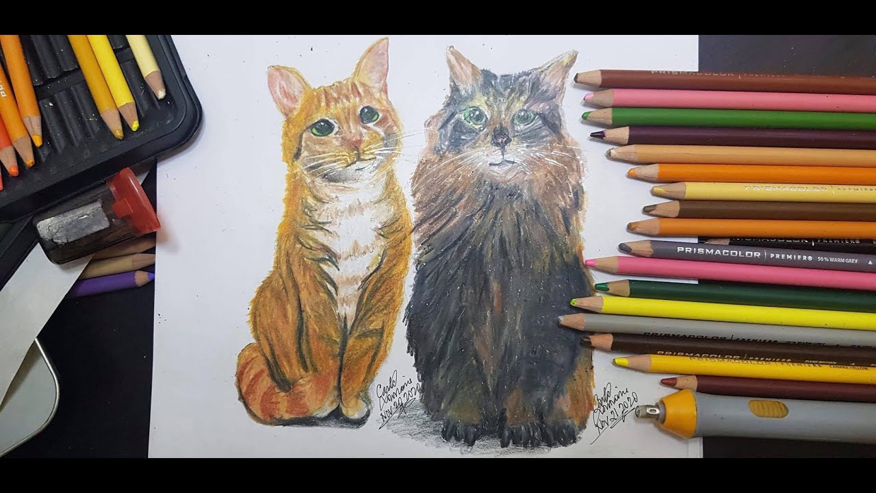 How To Draw A Realistic Cat Body