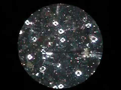 Mussel veligers under cross polarized light - YouTube