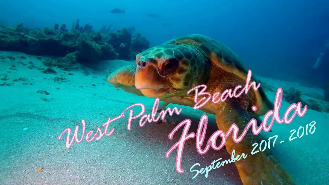 Florida Drift Diving 2017-2018 - YouTube