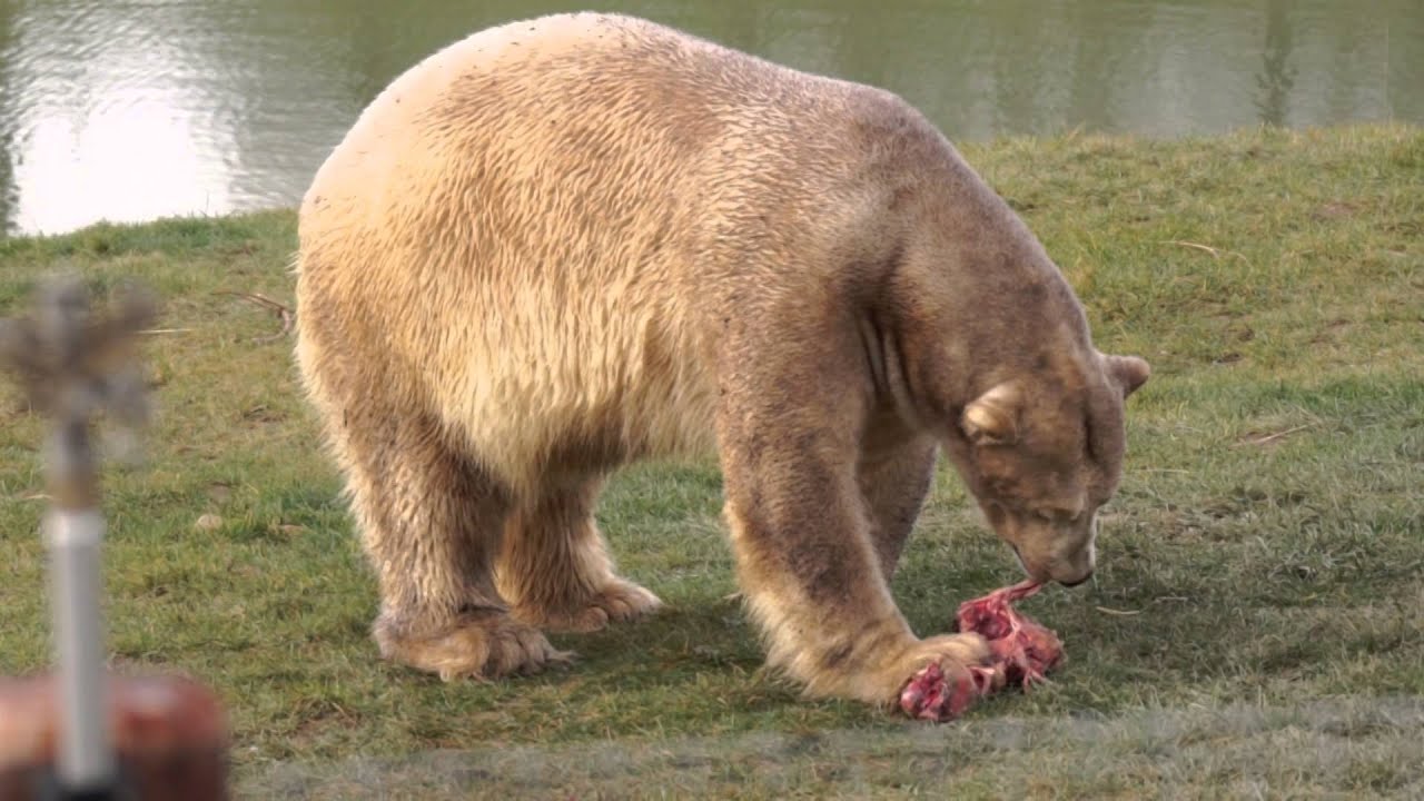 victor the polar bear eating breakfast - YouTube