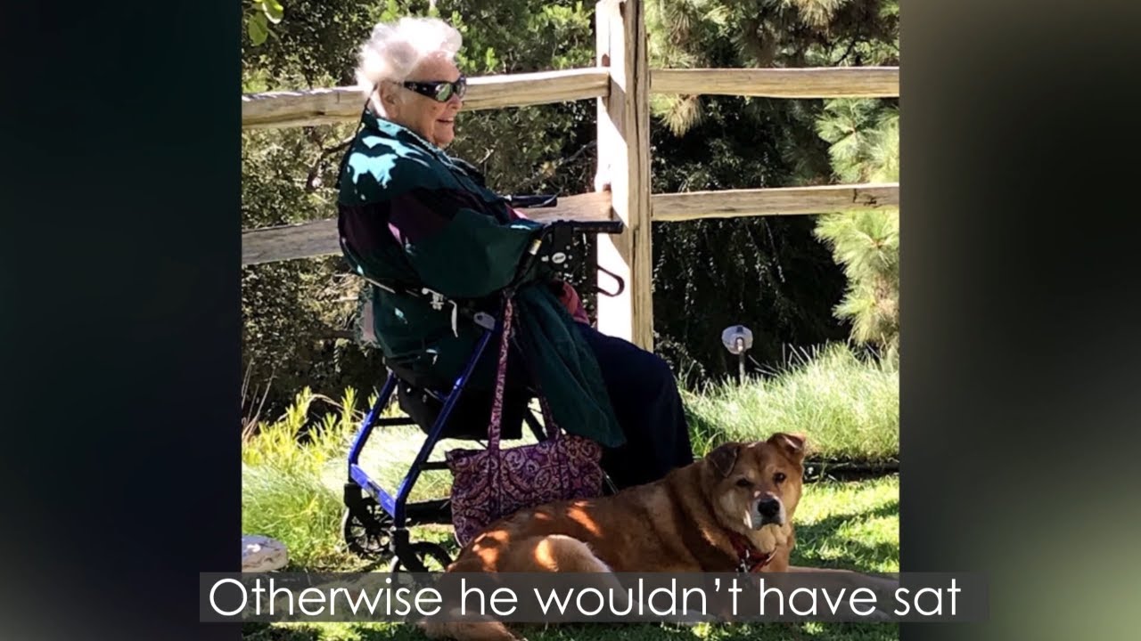 2020 Remember Me Thursday Rescue Pet Hero Award - YouTube