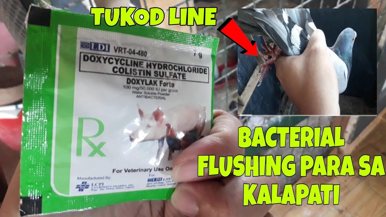 "BACTERIAL FLUSHING" PARA SA KALAPATI NA GALING KARERA O TRANING. - YouTube