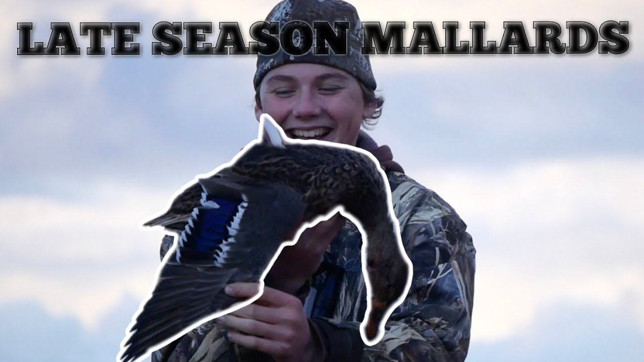 Late Season Dry Field Canadian Mallard Hunt! - YouTube