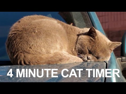 4 Minute Timer - Four Minute Cat Timer - YouTube